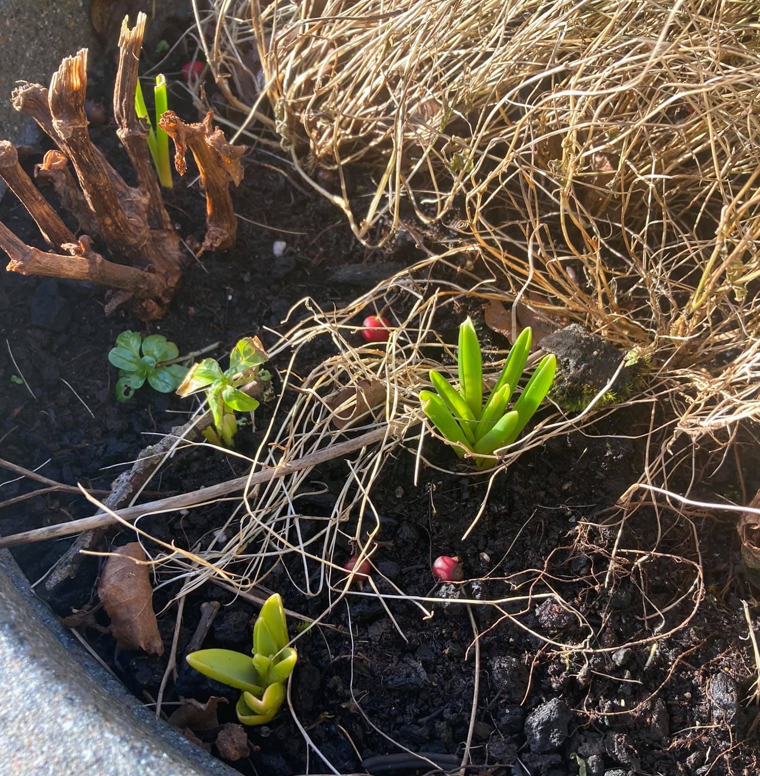 Spring has almost sprung - Fittie Community Development Trust