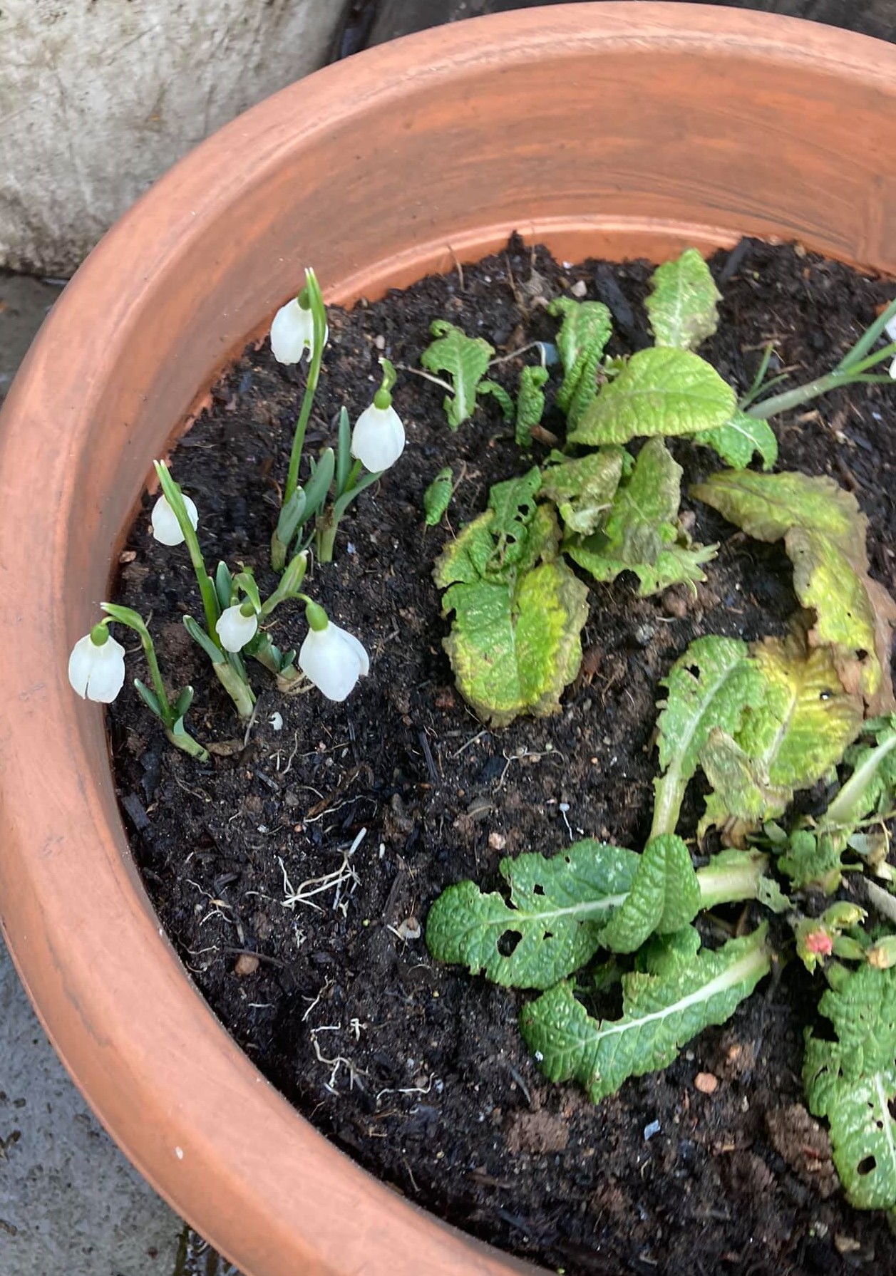 Spring has almost sprung - Fittie Community Development Trust