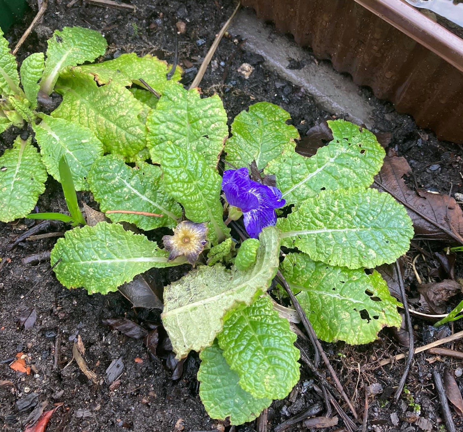 Spring has almost sprung - Fittie Community Development Trust